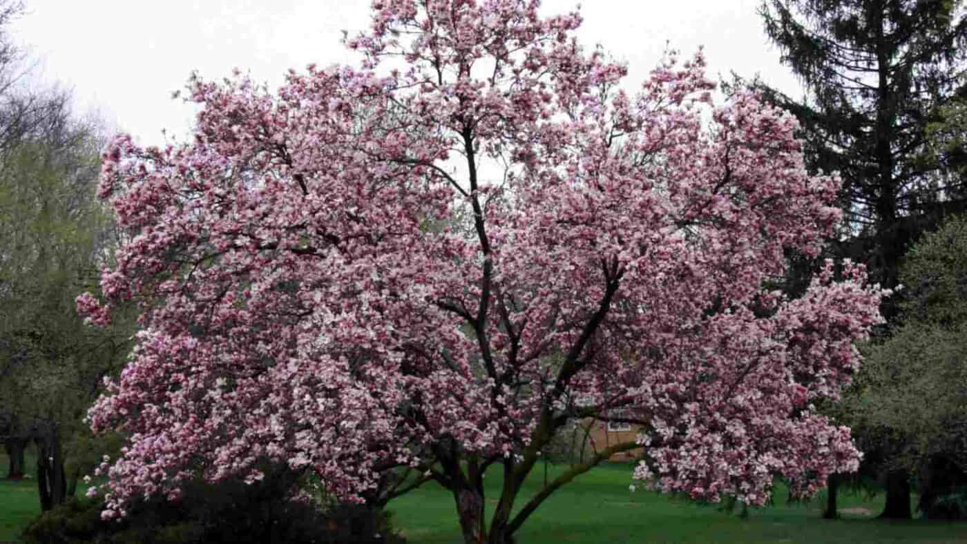 39 Best Pink Flowering Trees for Your Yard and Landscaping