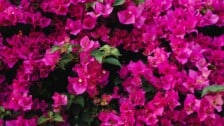 How to Plant, Grow, and Care for Bougainvillea Plant