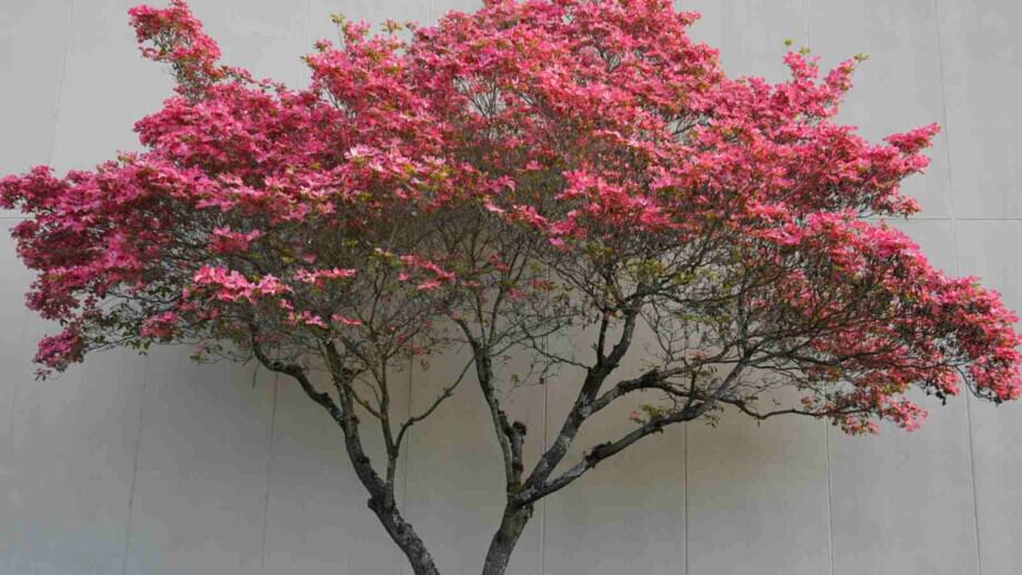 39 Best Pink Flowering Trees for Your Yard and Landscaping