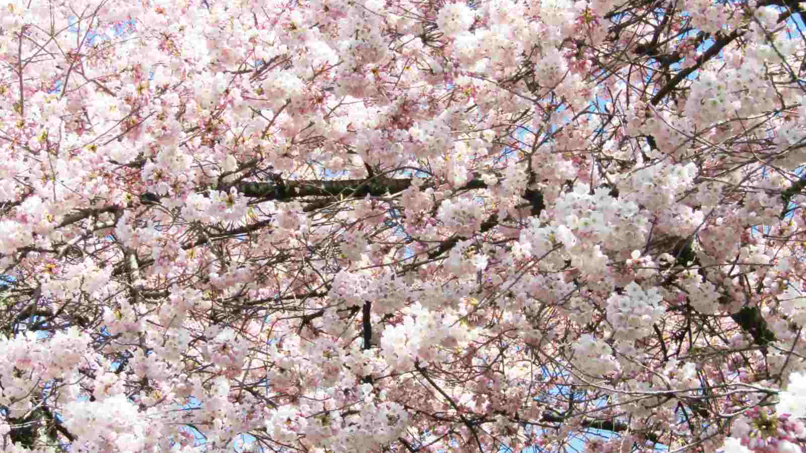 How to Plant, Grow and Care for Yoshino Cherry Tree - Full Guide