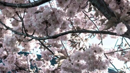 How to Grow and Care for a Lilac Tree (Complete Guide)