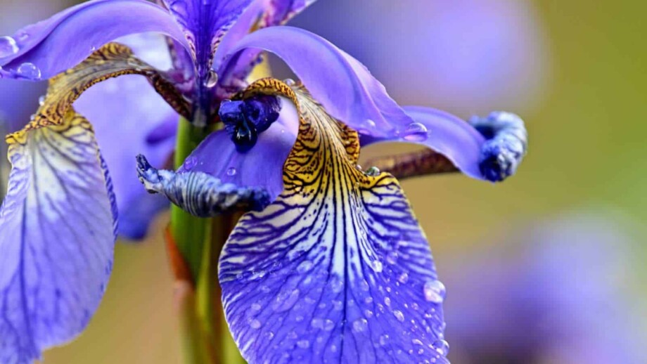 Dive into Nature: Discover 101 Types of Blue Flowers