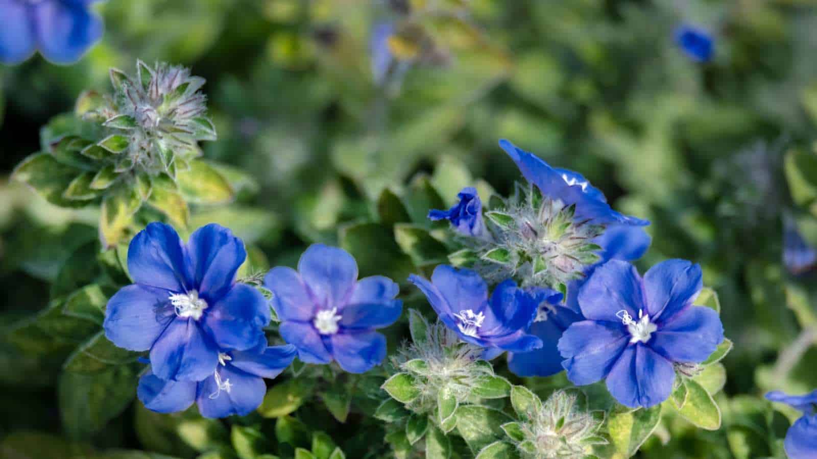 Dive into Nature: Discover 101 Types of Blue Flowers