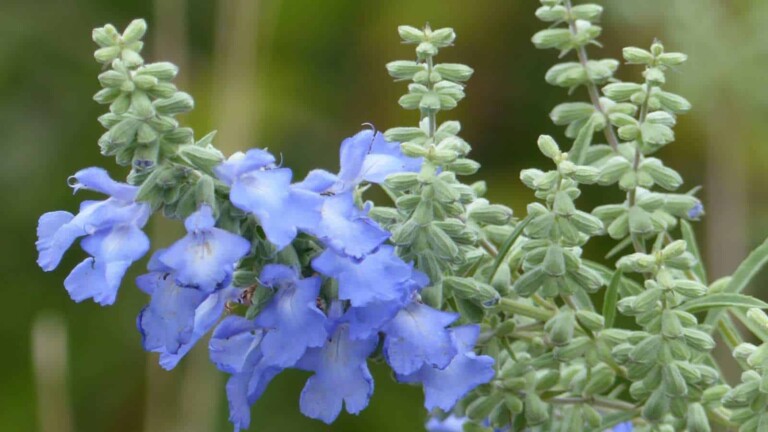 Dive into Nature: Discover 101 Types of Blue Flowers
