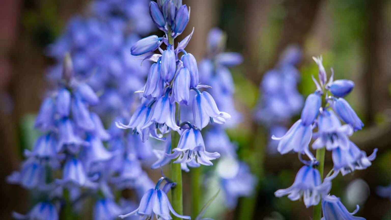Dive into Nature: Discover 101 Types of Blue Flowers
