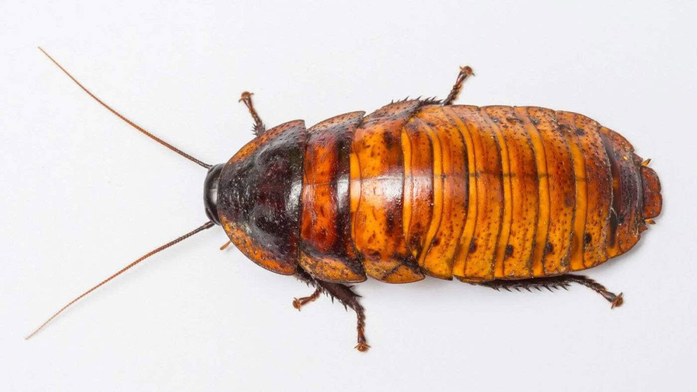 Hissing Cockroach: Guide to Madagascar Hissing Cockroaches