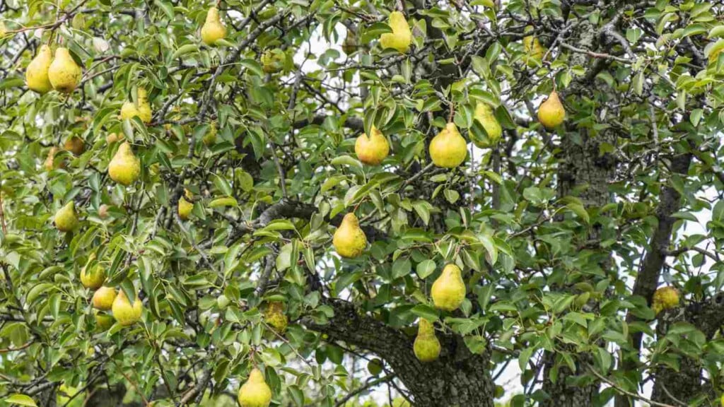 Pear Tree Complete Guide: Caring, Growing, Types, & Uses