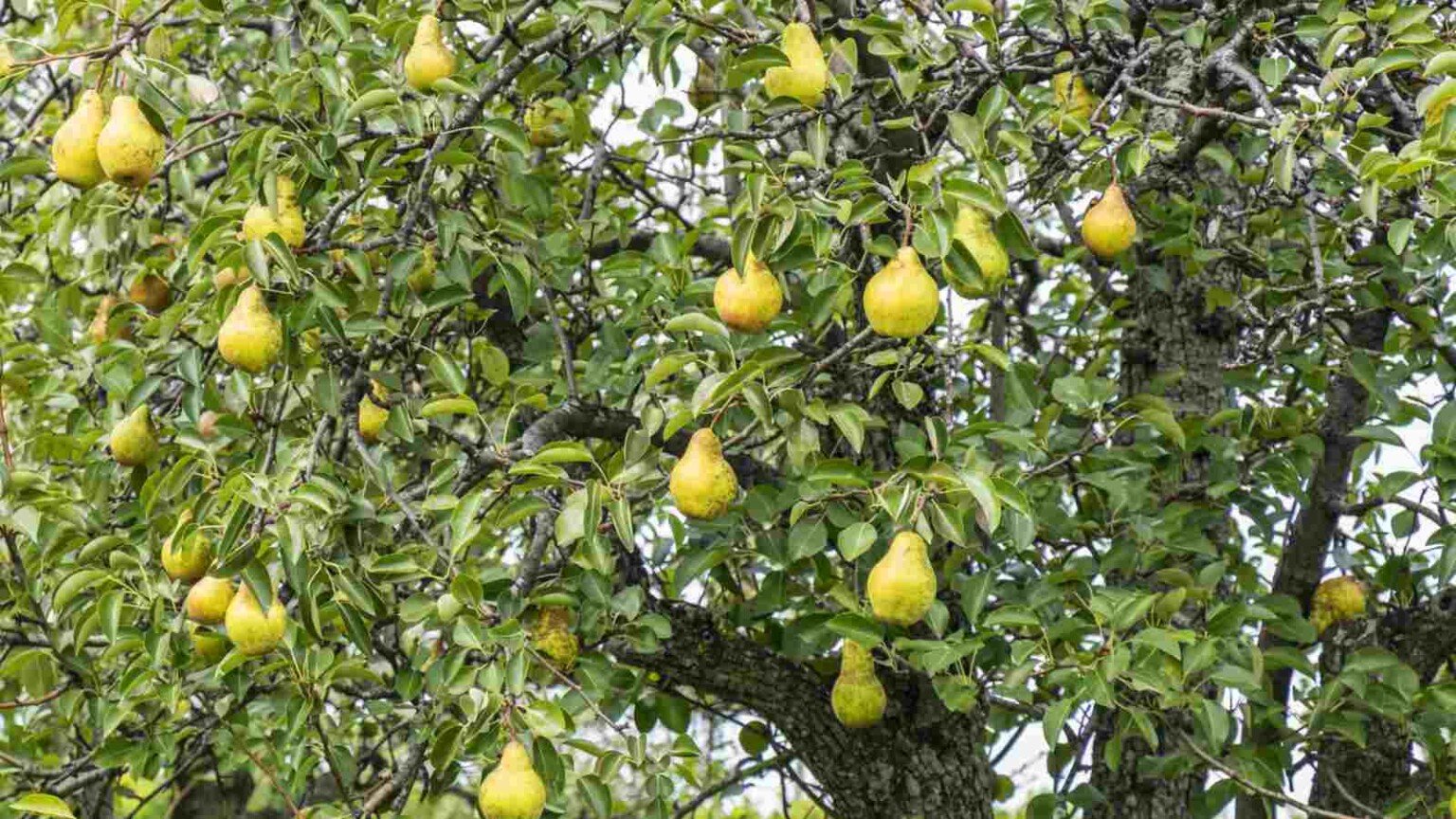 Pear Tree Complete Guide: Caring, Growing, Types, & Uses