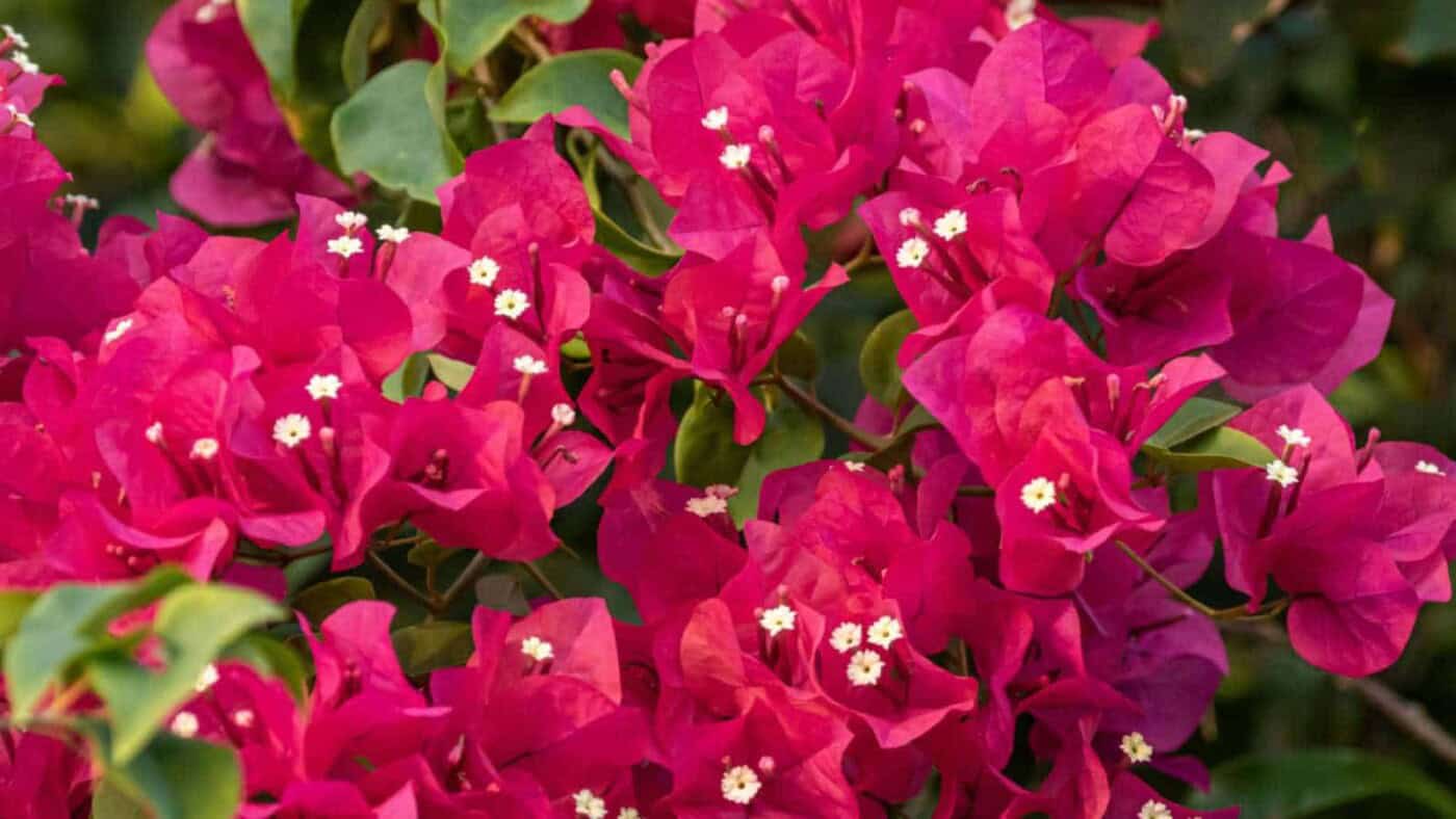 How to Plant, Grow, and Care for Bougainvillea Plant