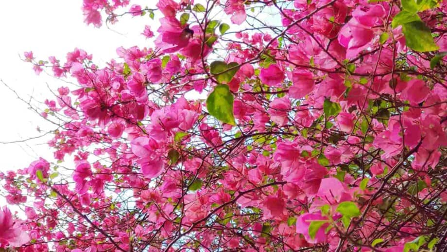 How to Plant, Grow, and Care for Bougainvillea Plant