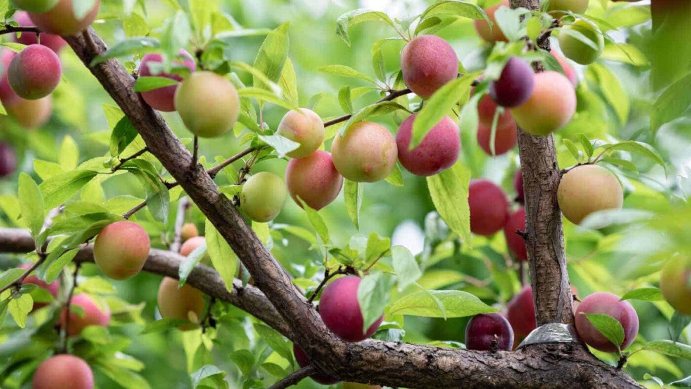 Plum Tree Complete Guide Caring For Growing Types And Uses