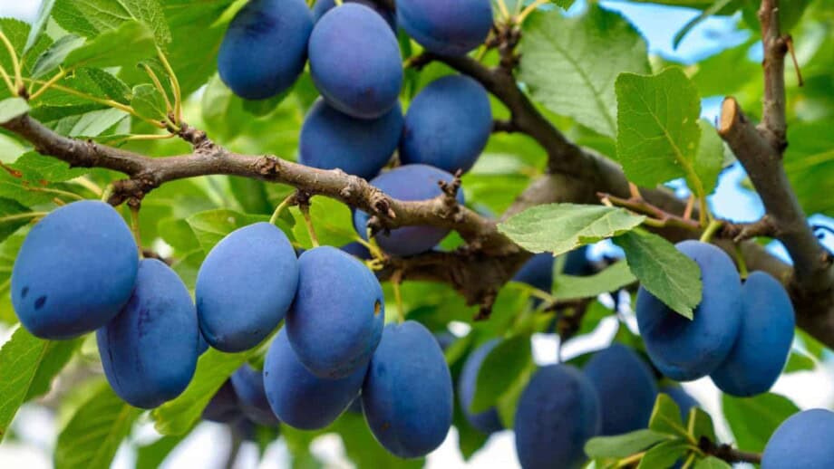 Plum Tree Complete Guide: Caring for, Growing, Types, & Uses