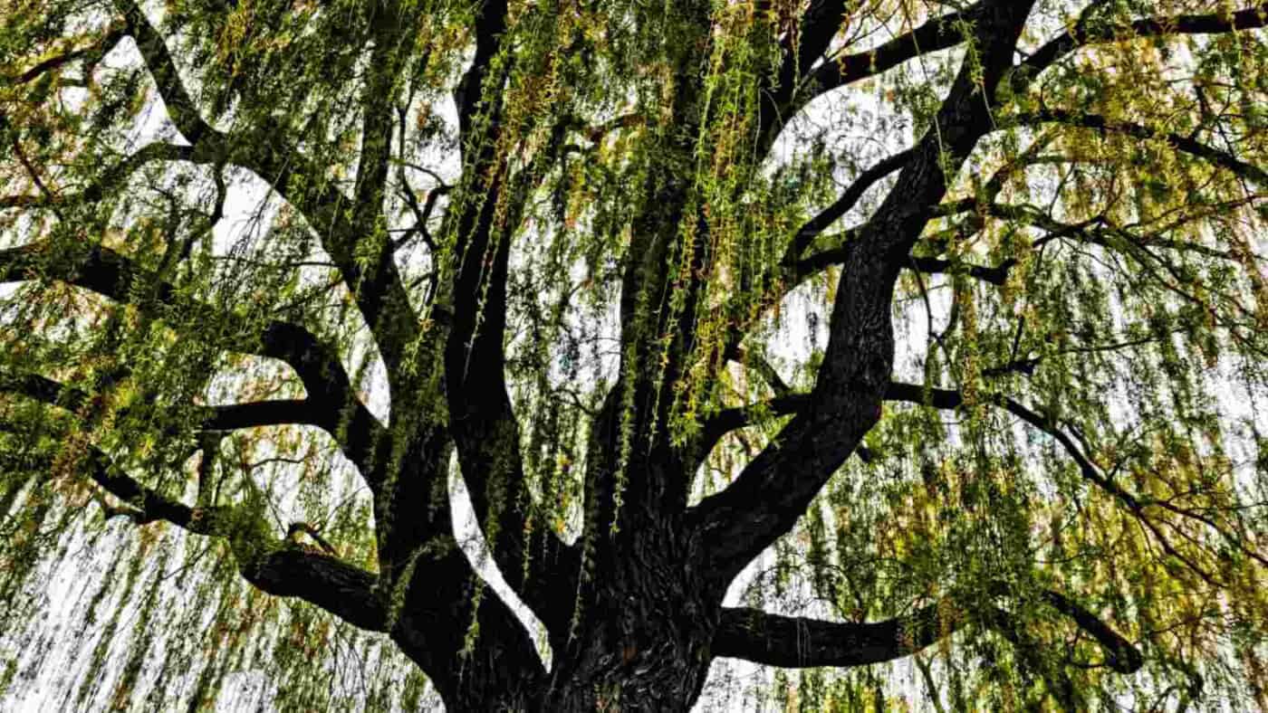 How to Grow and Care for Weeping Willow Trees (Complete Guide)