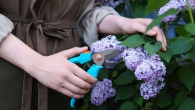 Lilac Bush Care Guide: How to Plant and Grow for Lilac Bush
