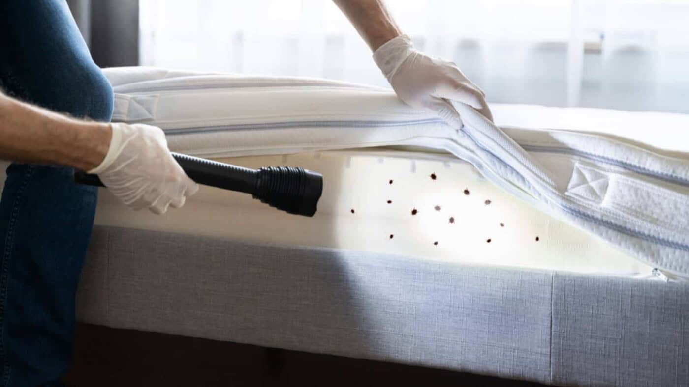 How to Check for Bed Bugs (Guide for Home and Travel)