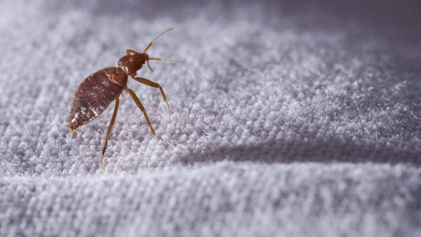 What Causes Bed Bugs? (Top 7 Causes of Bed Bug Infestations)