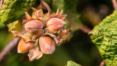 How to Plant, Grow, and Care for Hazelnut Tree (Complete Guide)