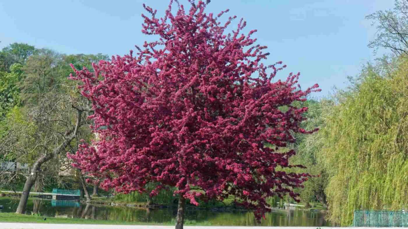 60 Popular Types of Small Trees for Your Landscape