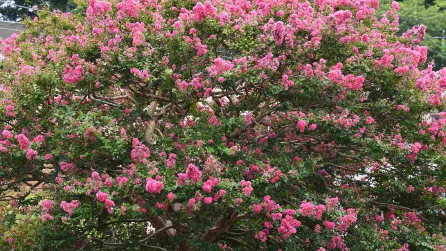 60 Popular Types of Small Trees for Your Landscape