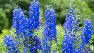 Dive into Nature: Discover 101 Types of Blue Flowers