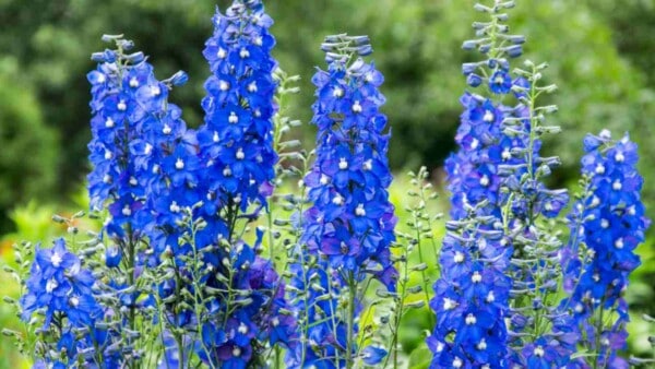 Dive into Nature: Discover 101 Types of Blue Flowers