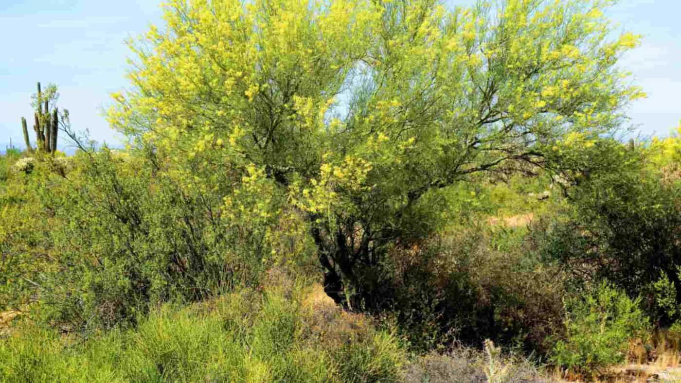 Palo Verde Tree: Description, Types, Facts, and Care Tips