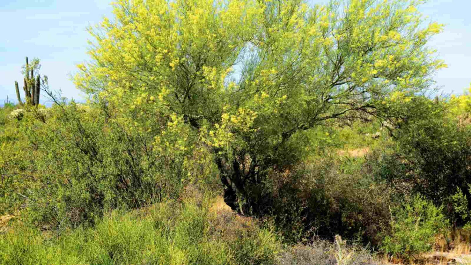 Palo Verde Tree: Description, Types, Facts, and Care Tips