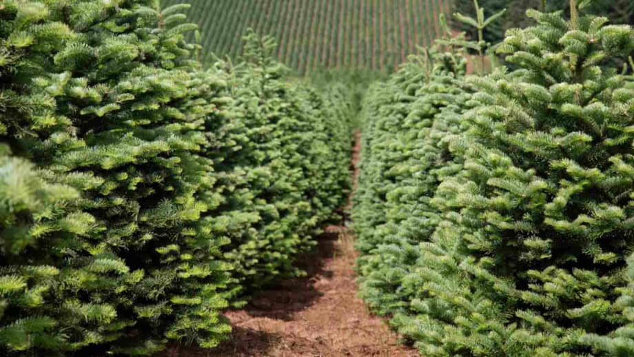 43 Types of Christmas Trees: A Visual Guide to 43 Festive Varieties