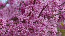 How to Grow and Care for Redbud Tree (Complete Guide)