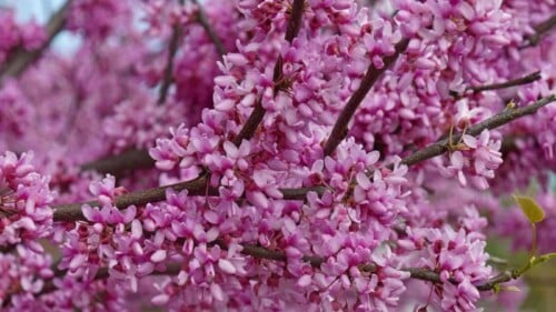 How to Grow and Care for Redbud Tree (Complete Guide)