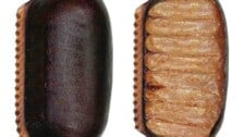 What Do Cockroach Eggs Look Like and How to Get Rid of Them?