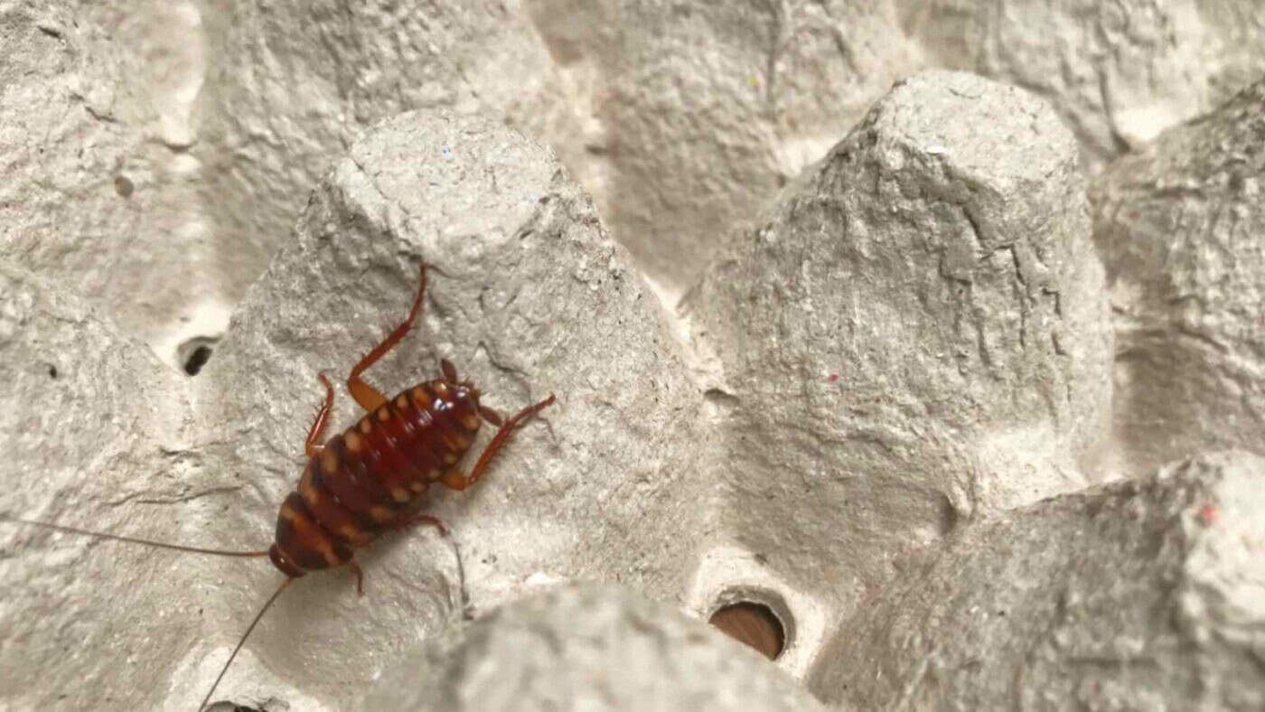 What Do Cockroach Eggs Look Like and How to Get Rid of Them?