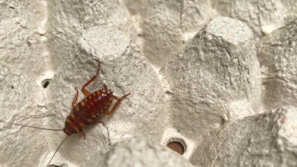 What Do Cockroach Eggs Look Like and How to Get Rid of Them?