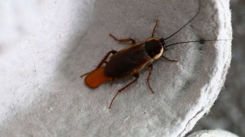 What Do Cockroach Eggs Look Like and How to Get Rid of Them?