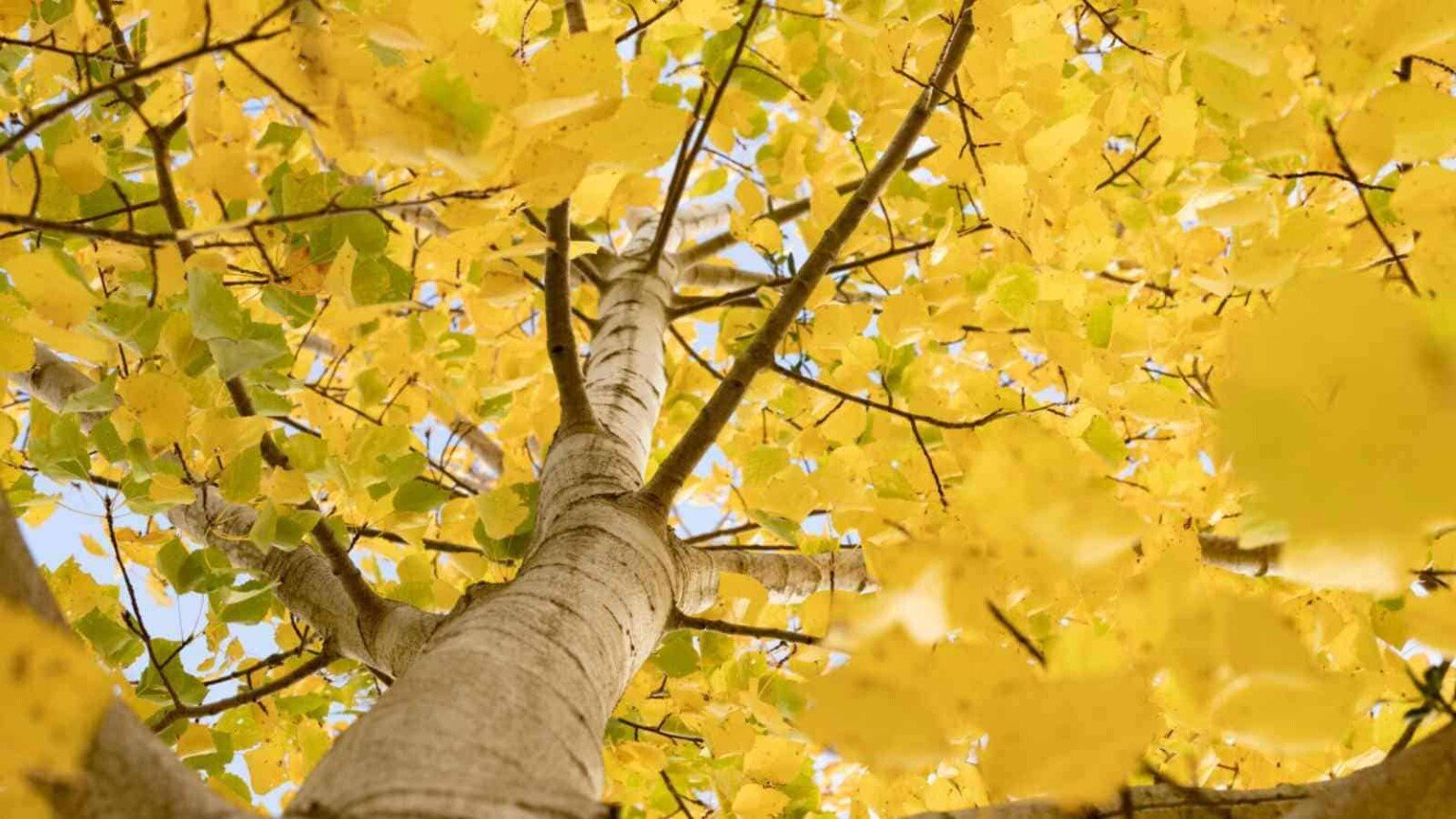 Aspen Tree: Description, Types, History, Uses, and Care Tips