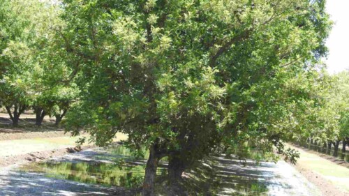 How to Plant, Grow, & Care for Pecan Tree (Full Guide)