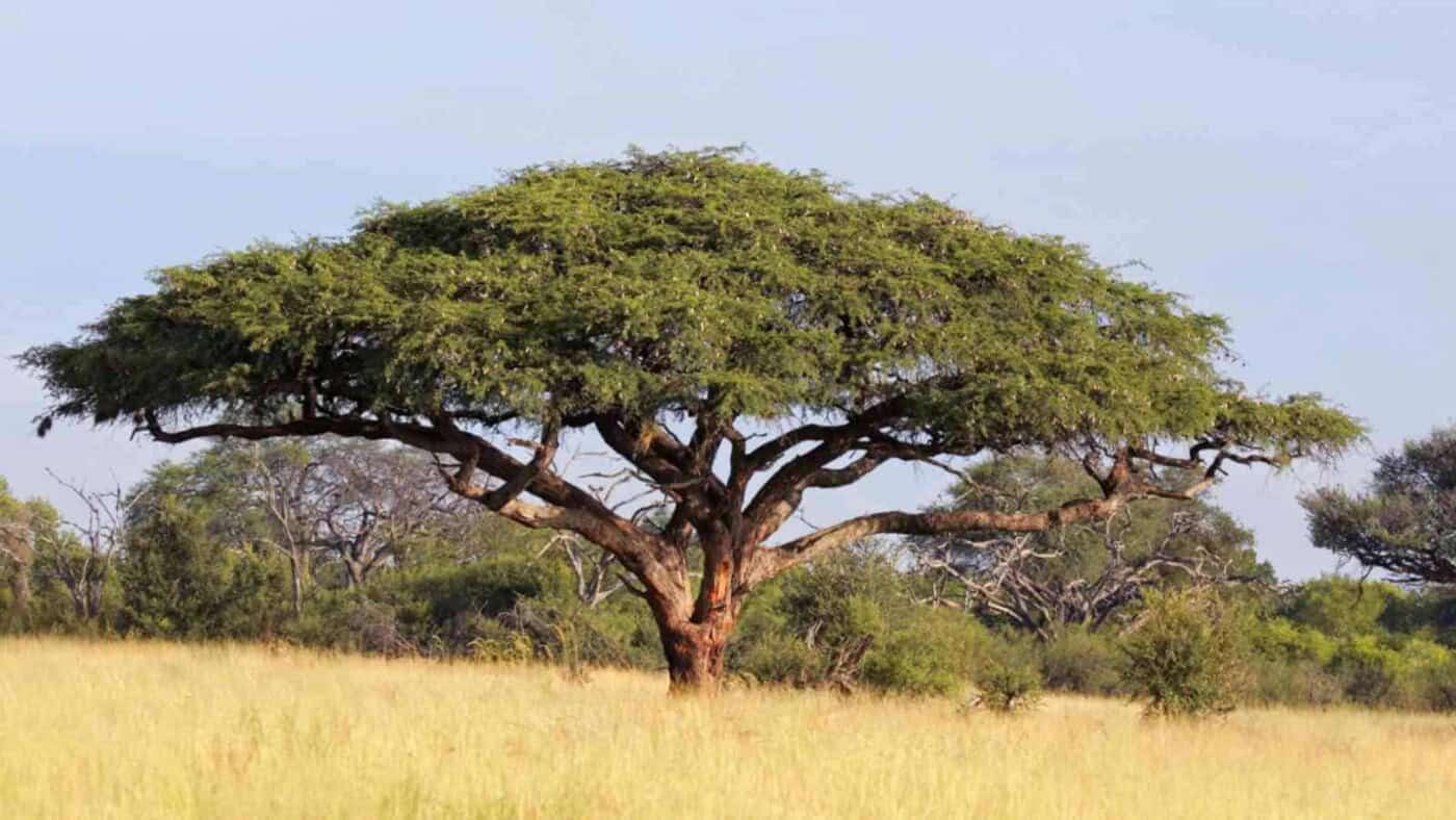 Acacia Tree: Description, Types, and Care Tips (Full Guide)