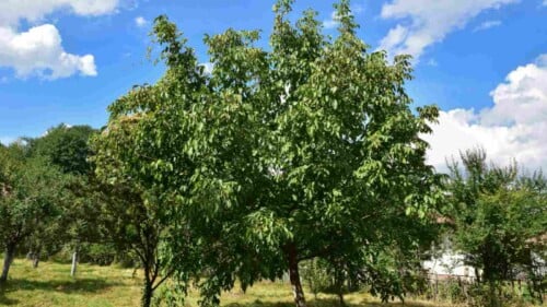 How to Plant, Grow, & Care for Walnut Tree (Complete Guide)