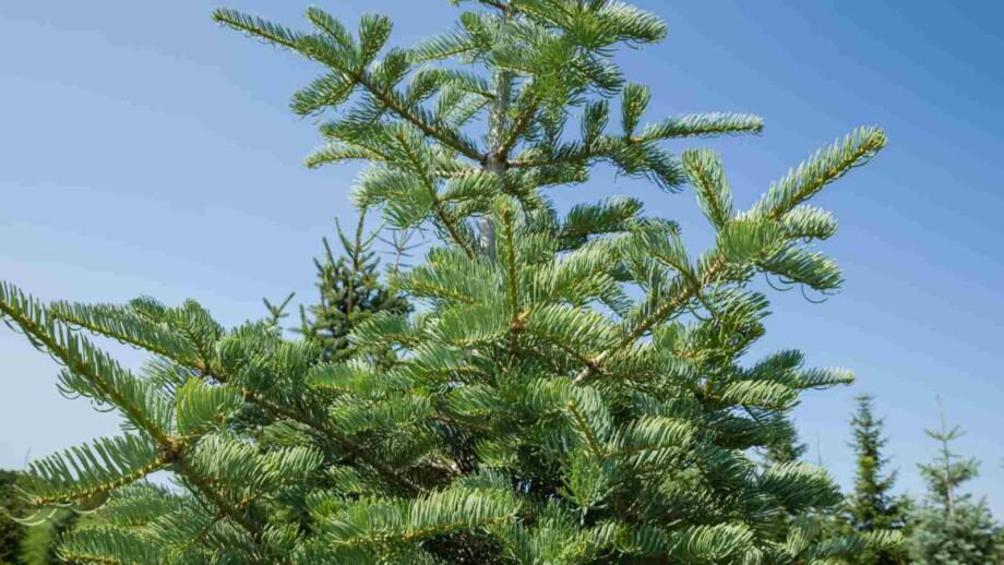 Fir Tree Guide: Description, Types, Growing and Care Tips