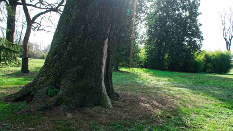 Fir Tree Guide: Description, Types, Growing and Care Tips