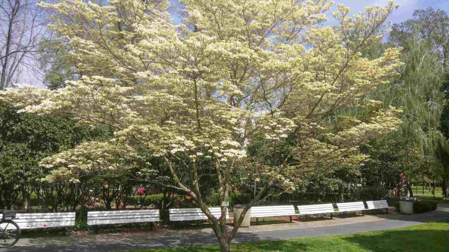60 Popular Types of Small Trees for Your Landscape