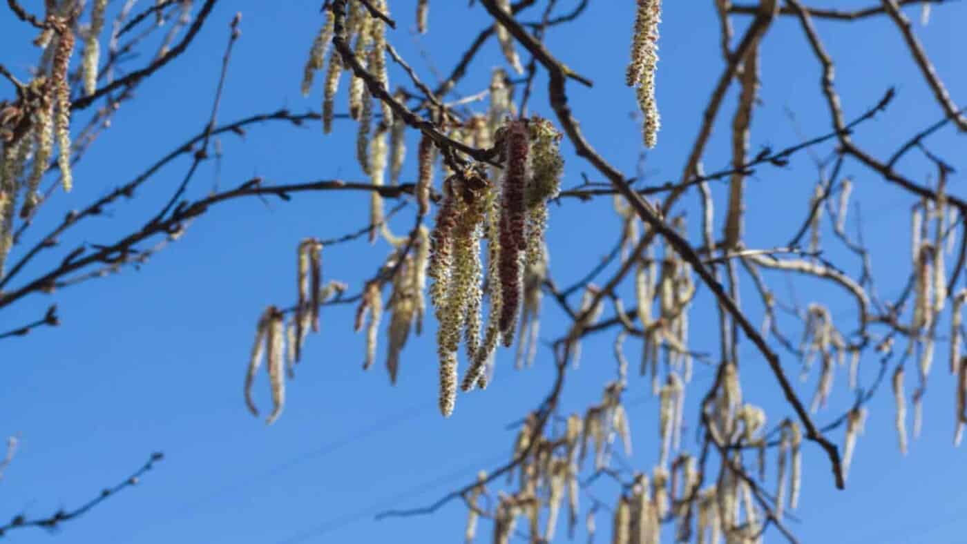 Alder Tree: Description, Types, and Care Tips (Full Guide)
