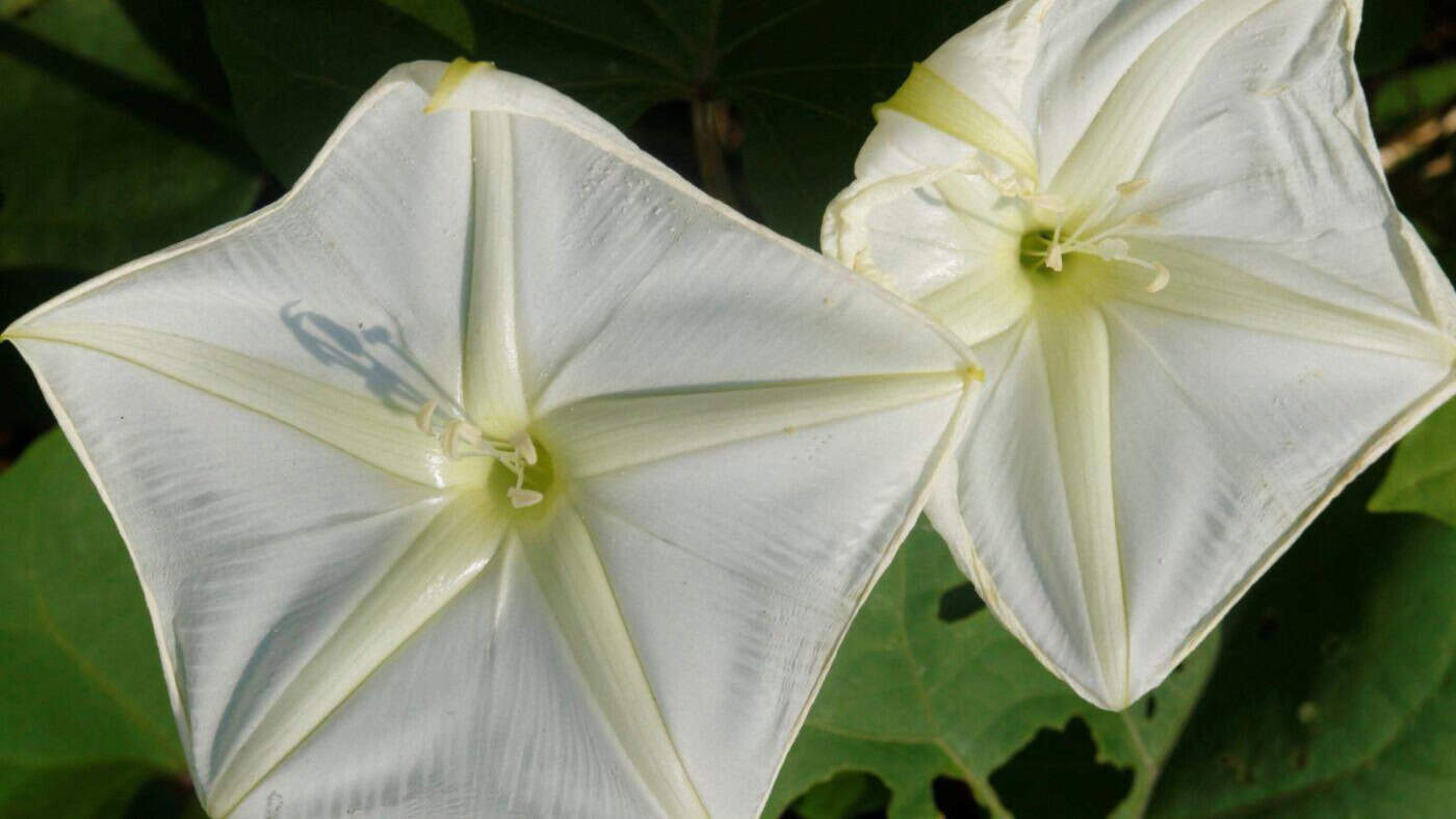 How To Plant And Grow Moonflower (Full Step-by-Step Guide)