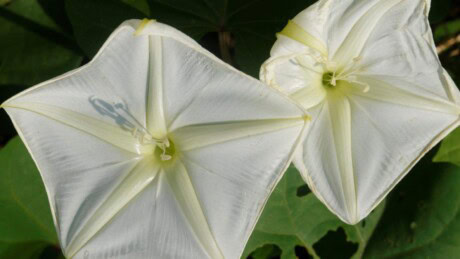 How To Plant And Grow Moonflower (Full Step-by-Step Guide)