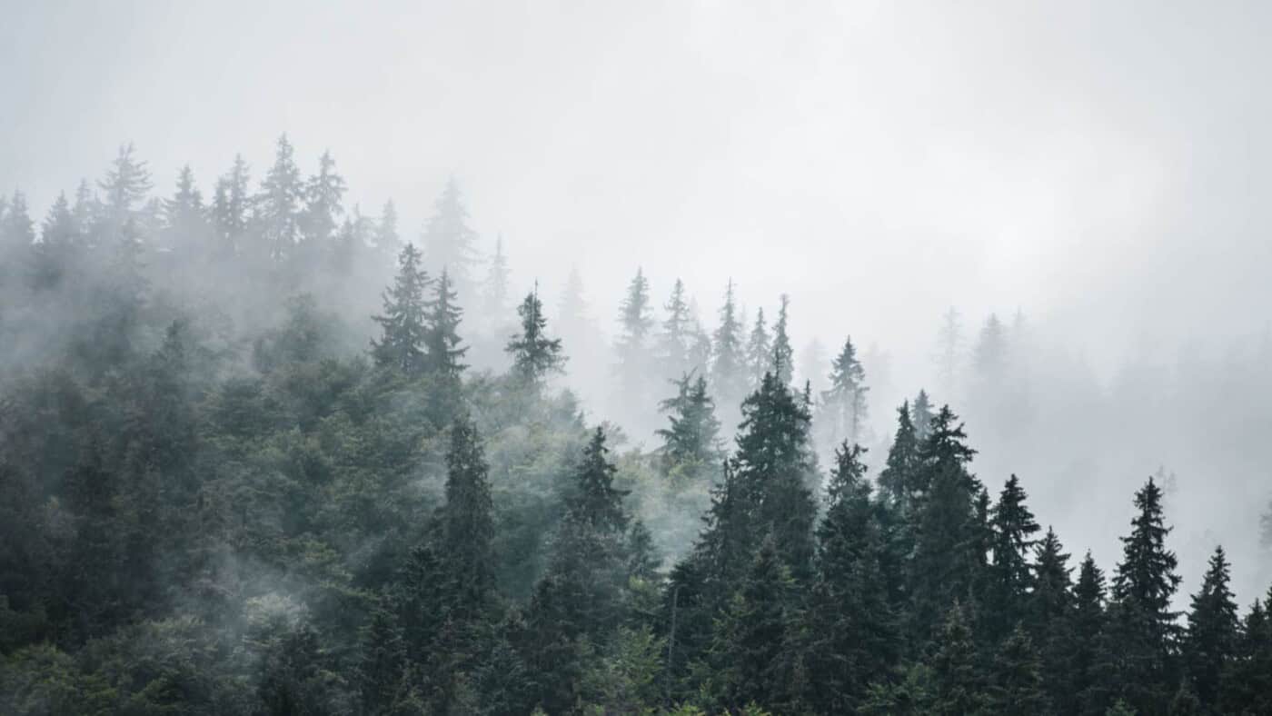 Fir Tree Guide: Description, Types, Growing and Care Tips