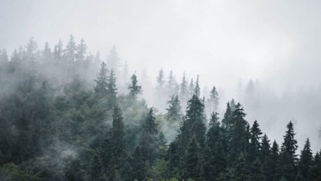 Fir Tree Guide: Description, Types, Growing and Care Tips