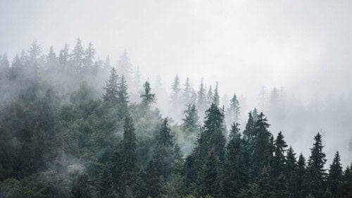 Fir Tree Guide: Description, Types, Growing and Care Tips