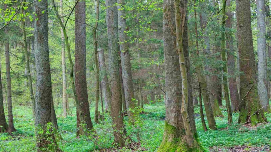 Alder Tree: Description, Types, and Care Tips (Full Guide)