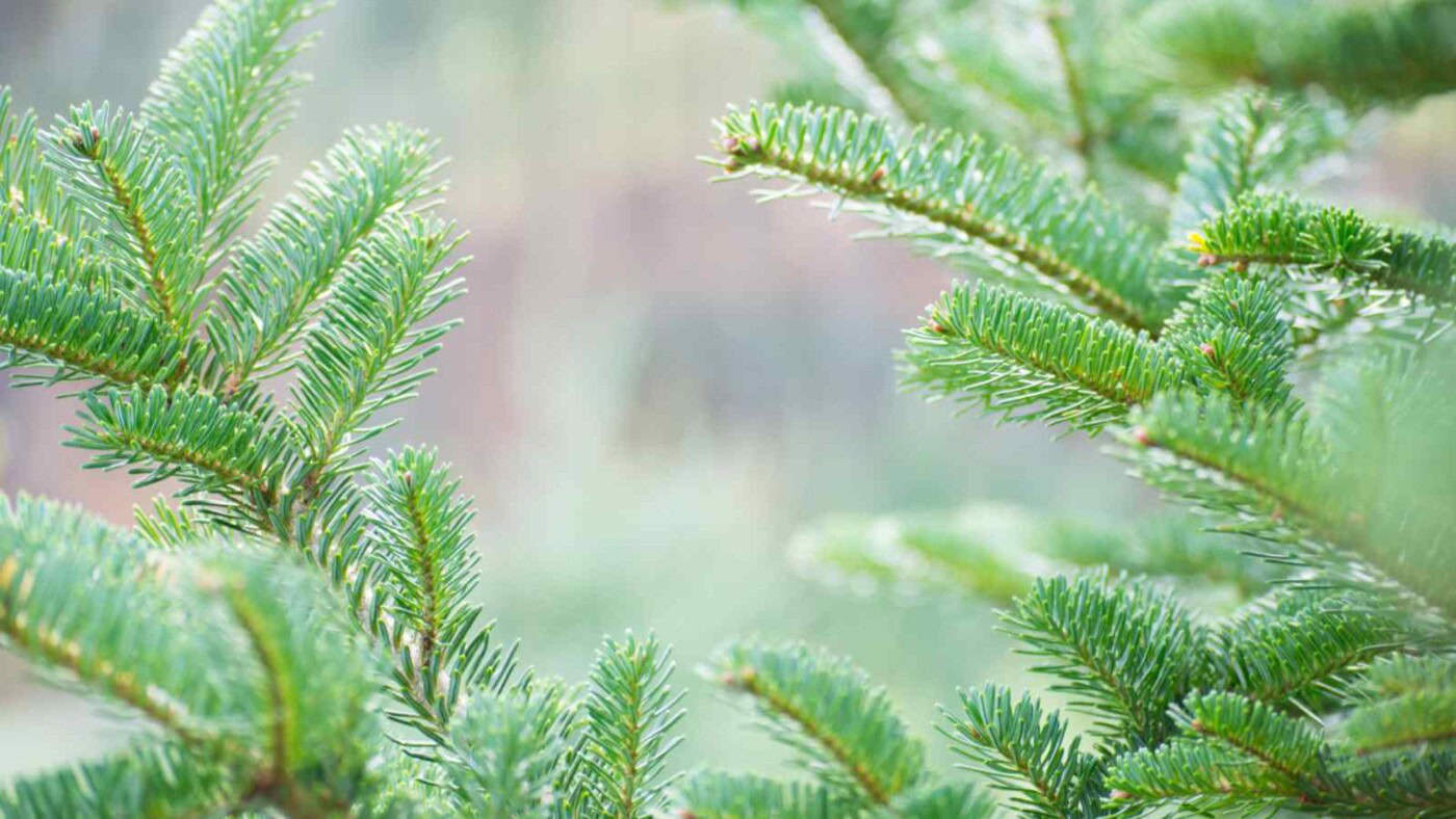 43 Types of Christmas Trees: A Visual Guide to 43 Festive Varieties