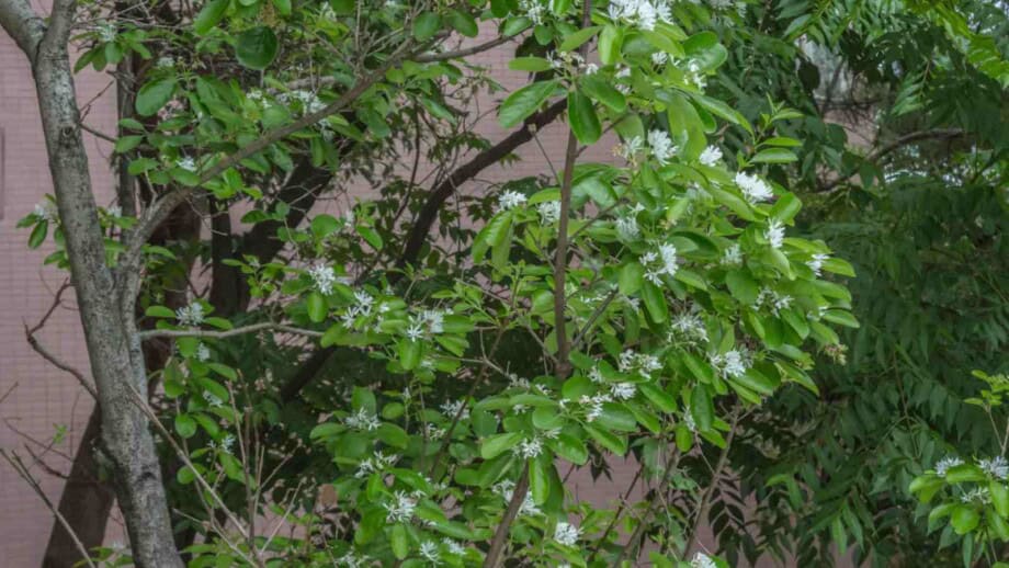 60 Popular Types of Small Trees for Your Landscape